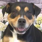 Mercer County Animal Shelter, Princeton, WV